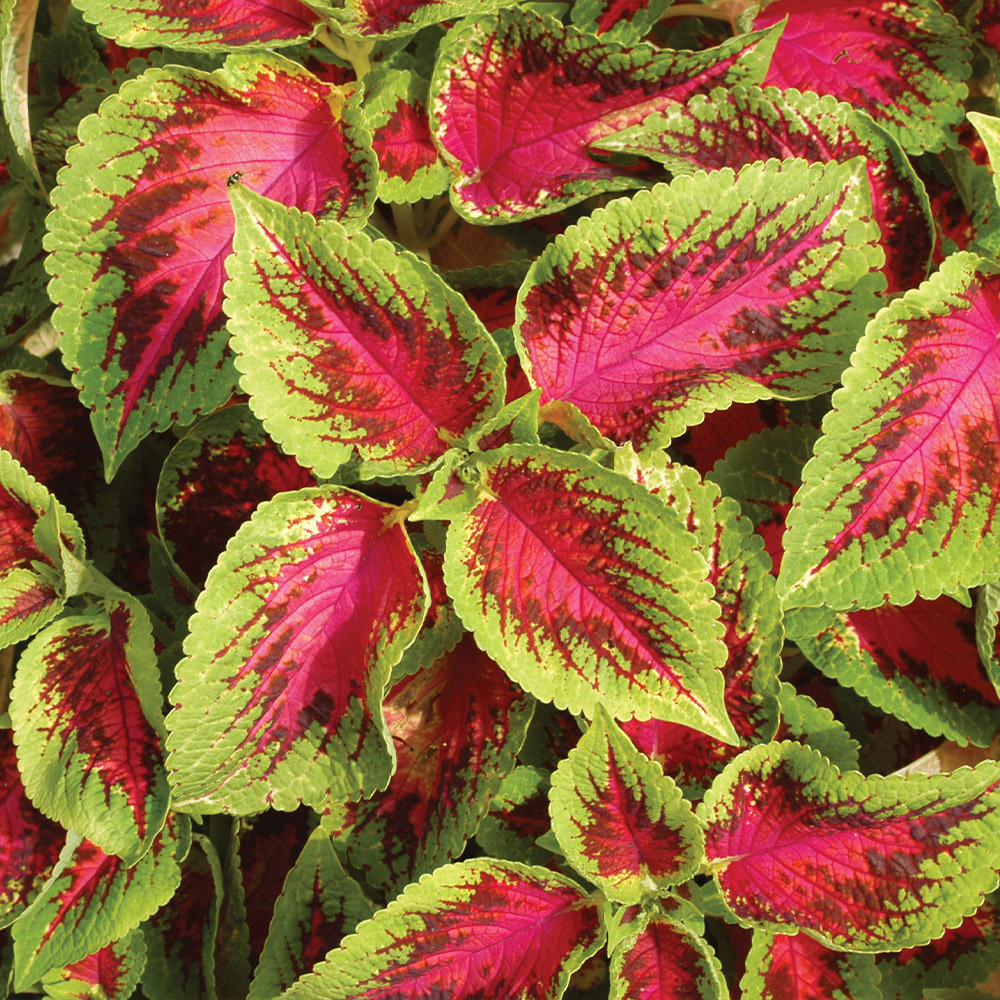 Buy Coleus Collection for less with J. Parker's