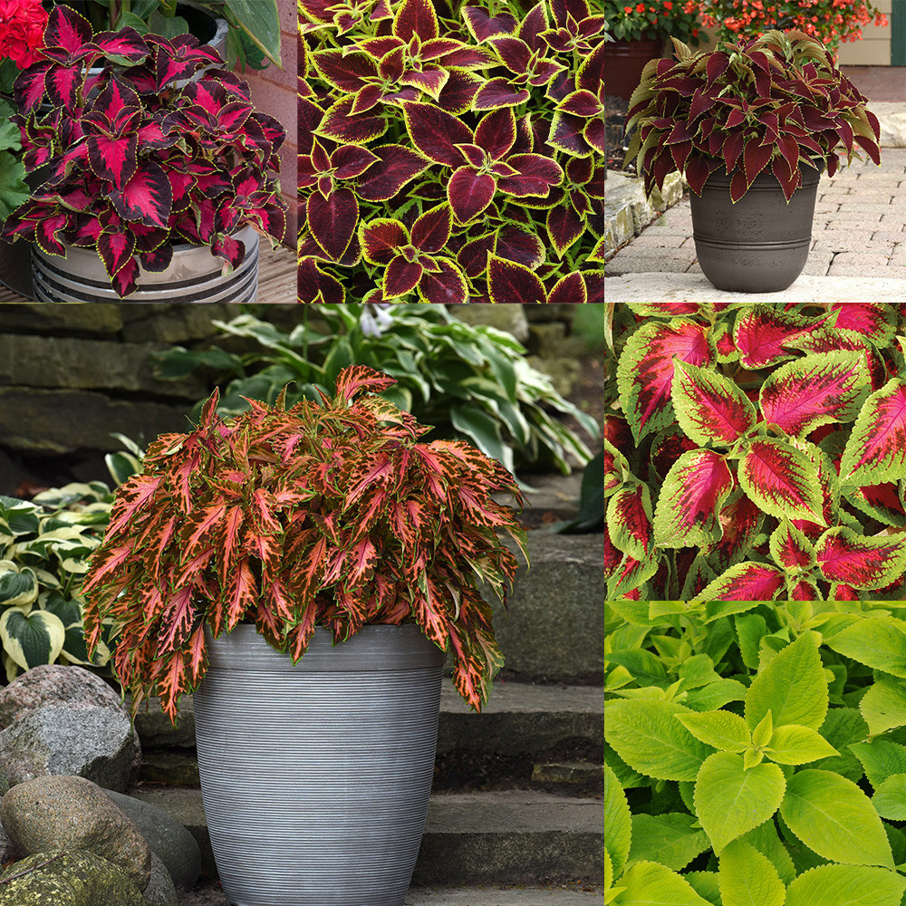 Buy Coleus Collection for less with J. Parker's