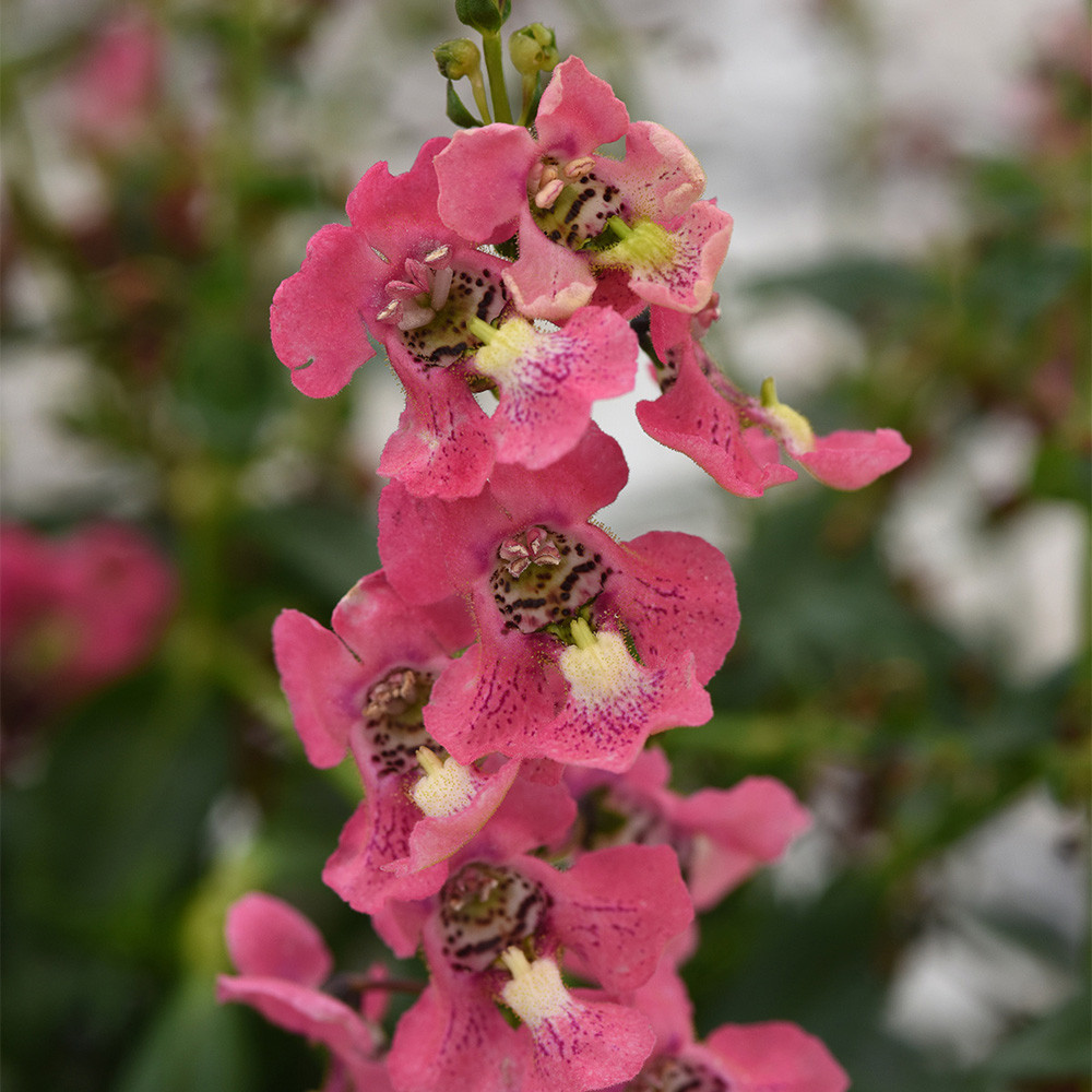Buy Angelonia Archangel Coral for less with J. Parker's