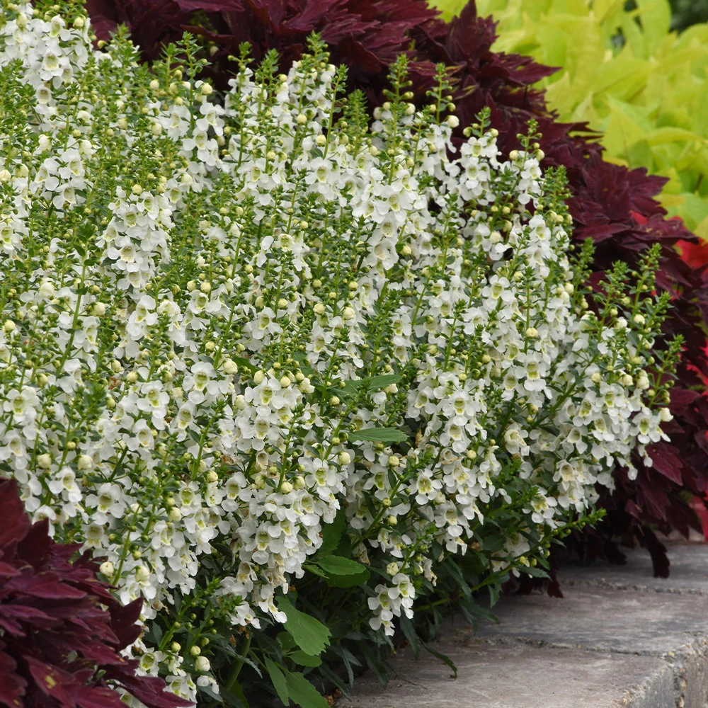 Buy Angelonia Archangel White for less with J. Parker's