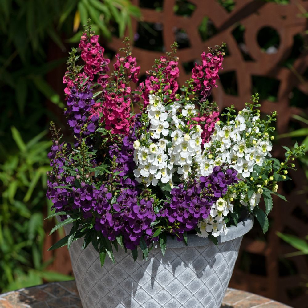 Angelonia Plant Angelonia Plant Care Guide | Plantly