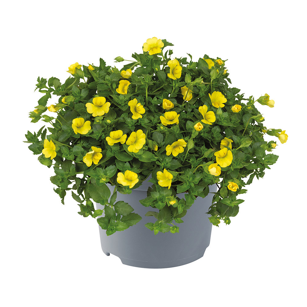 Buy Bacopa Yellow Mecardonia Gold Flakes for less with J. Parker's