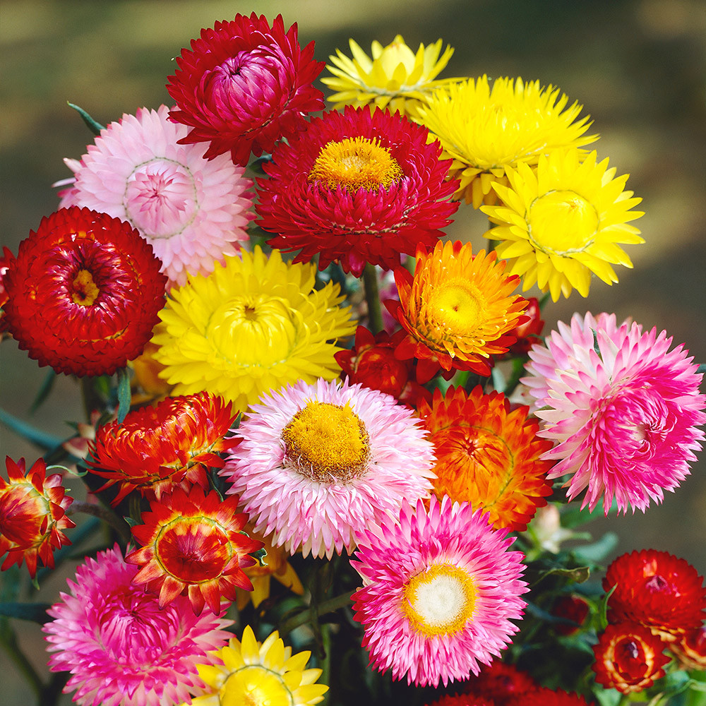 Buy Bracteantha Mix (Xerochrysum) for less with J. Parker's