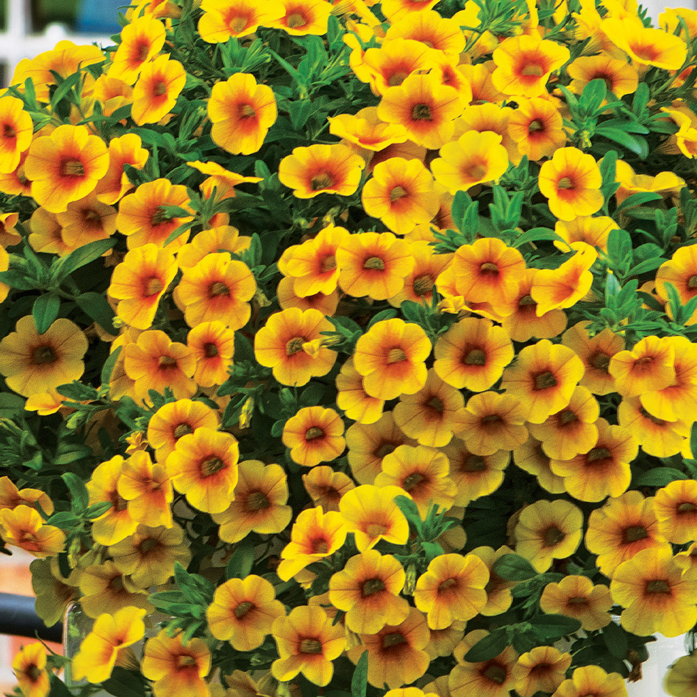 Buy Calibrachoa Calitastic Mango for less with J. Parker's