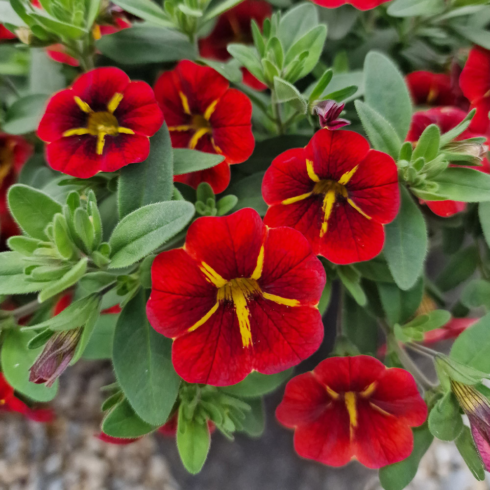 Buy Calibrachoa Red Kiss for less with J. Parker's