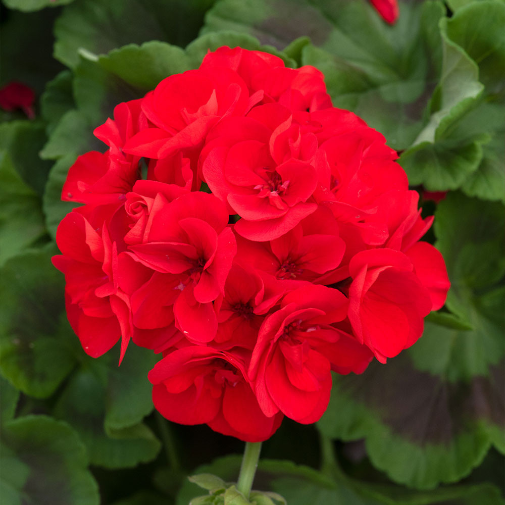 Buy Geranium Giant Galaxy Red for less with J. Parker's