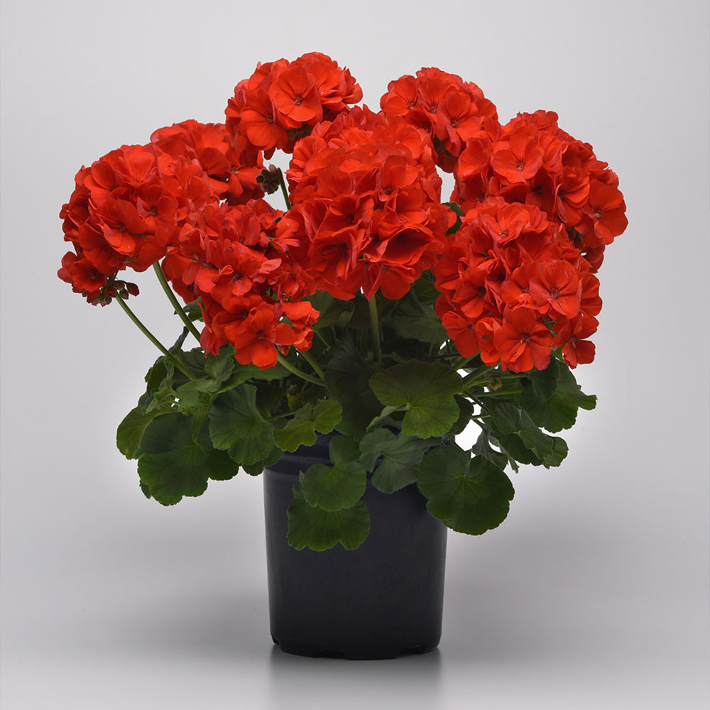 Buy Geranium Giant Galaxy Red for less with J. Parker's