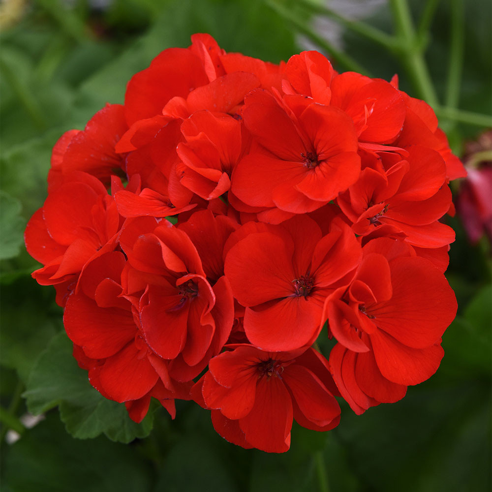 Buy Geranium Giant Galaxy Red for less with J. Parker's