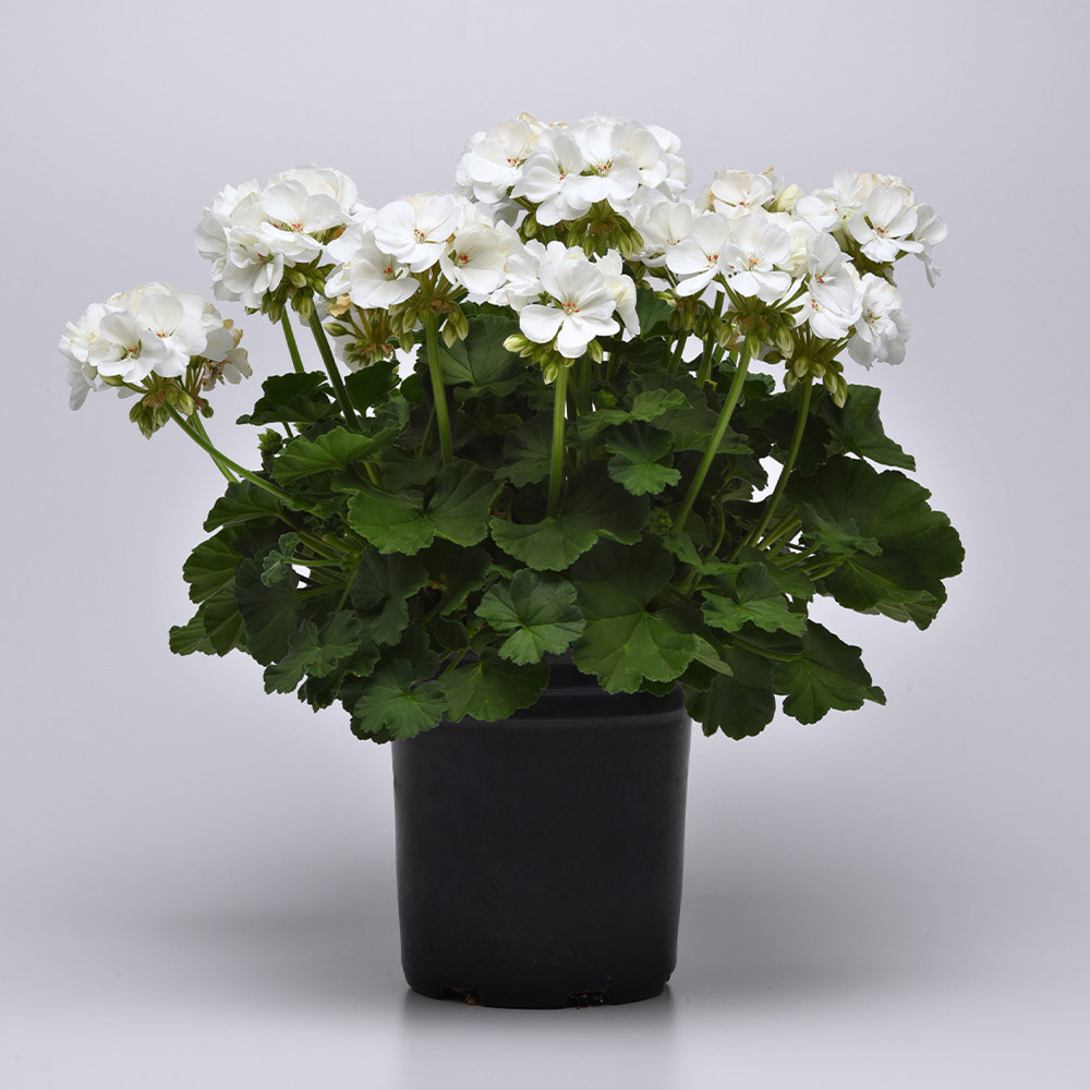 Buy Geranium Giant Galaxy White for less with J. Parker's
