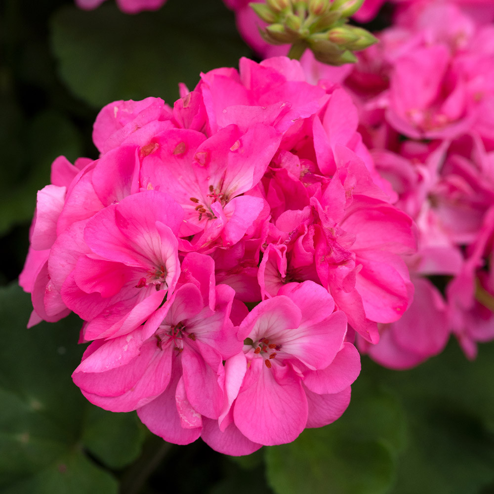 Buy Geranium Giant Galaxy Rose for less with J. Parker's
