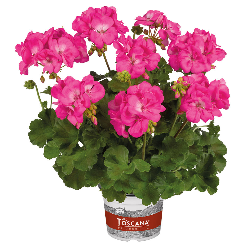 Buy Geranium Giant Galaxy Rose for less with J. Parker's