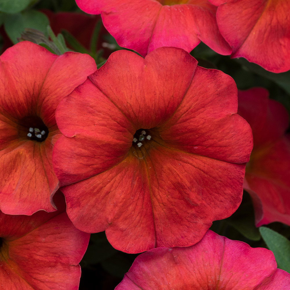 Buy Petchoa Beautical Red Maple for less with J. Parker's