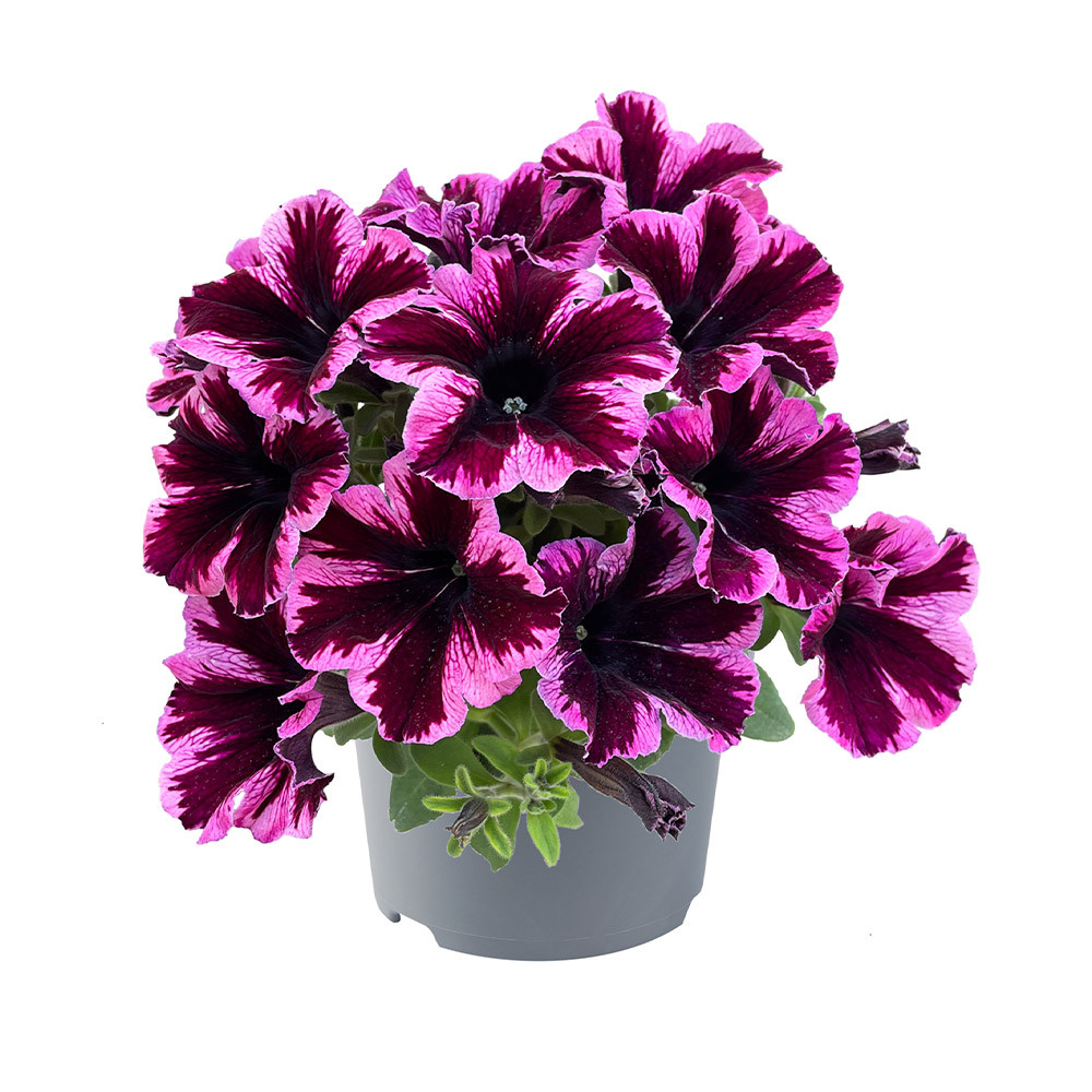 Buy Petunia Go Tunia Cosmic Pink for less with J. Parker's