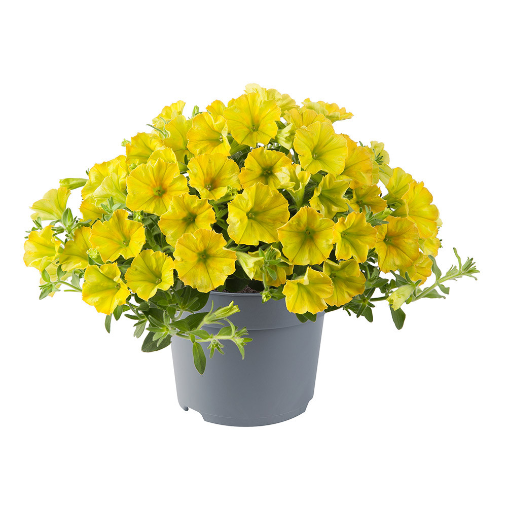 Buy Petunia Go Tunia Hello Yellow for less with J. Parker's