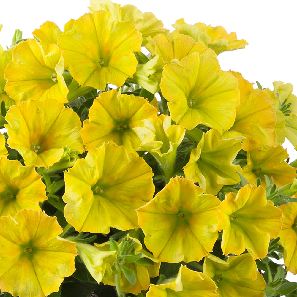 Buy Petunia Go Tunia Hello Yellow for less with J. Parker's