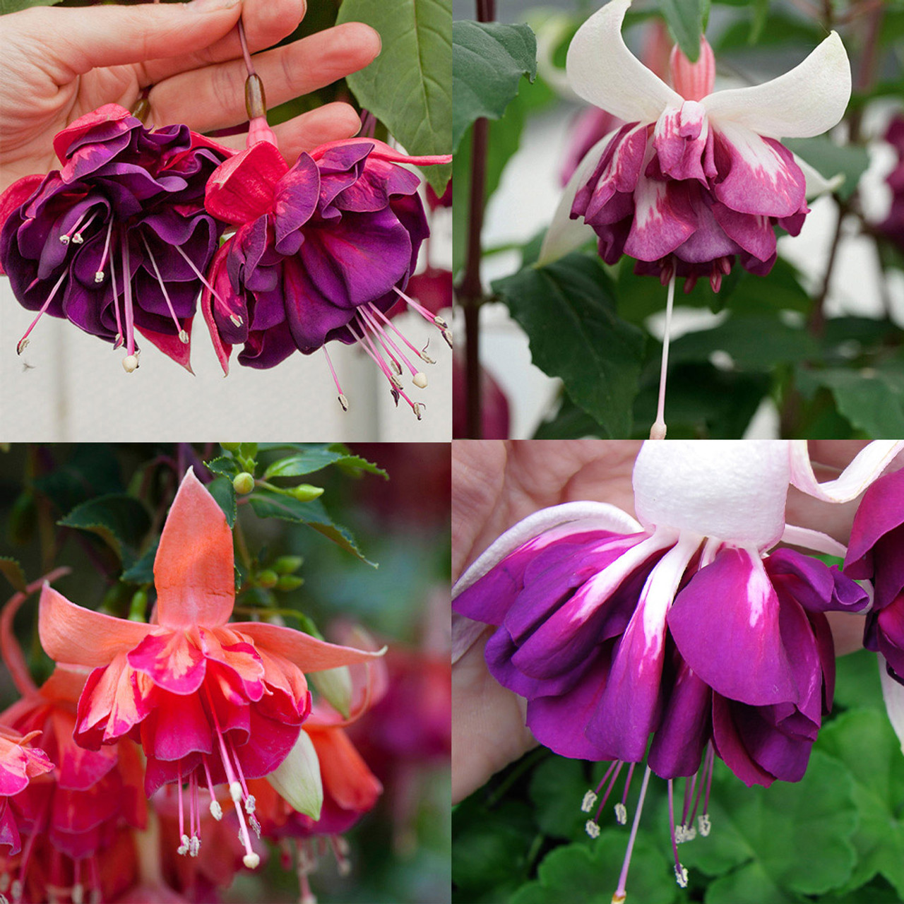 Buy Fuchsia Giant Marbeller Collection (inc Orange King) at jparkers.co.uk