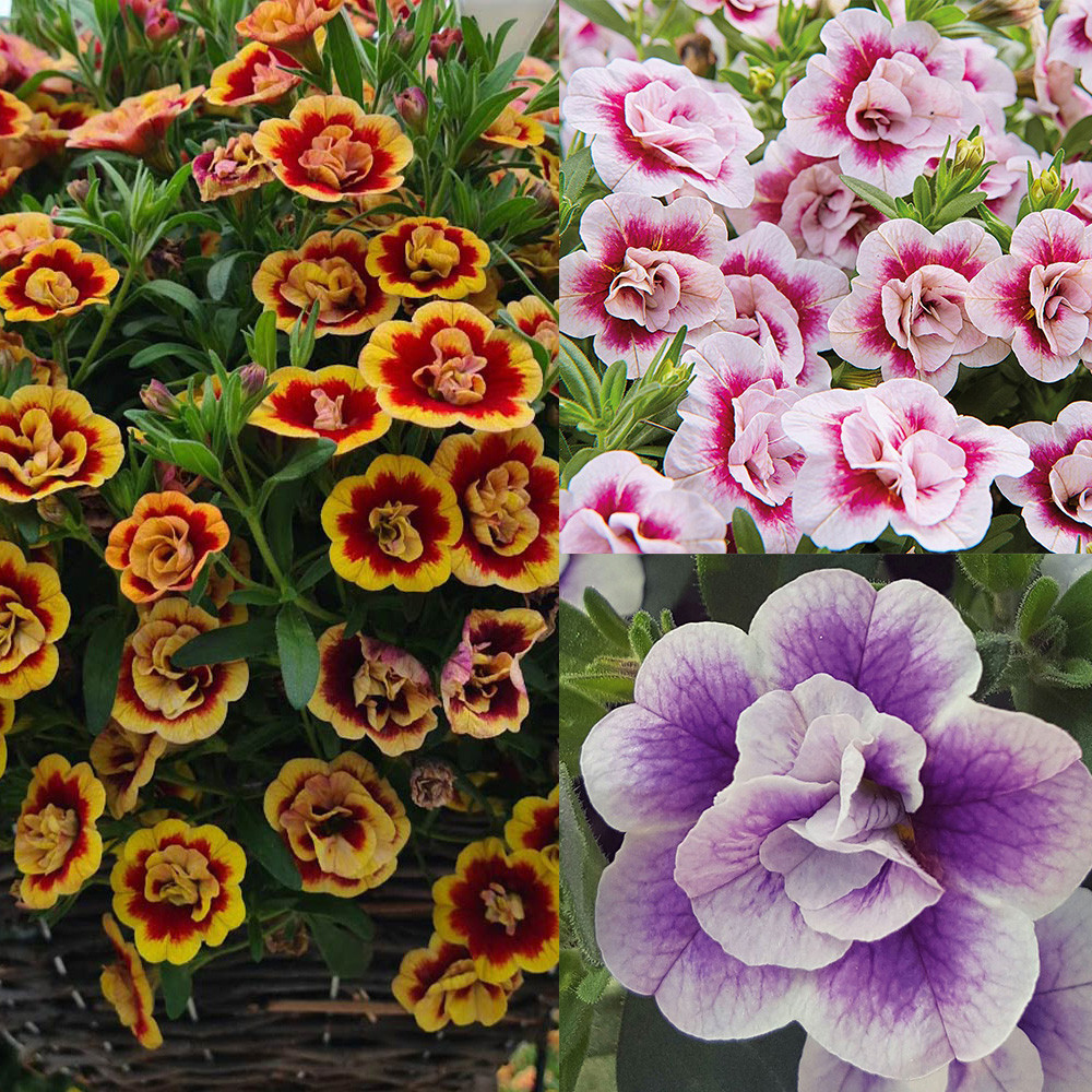 Buy Calibrachoa Double Bicolour Collection (3 colours inc Pink Bicolour ...