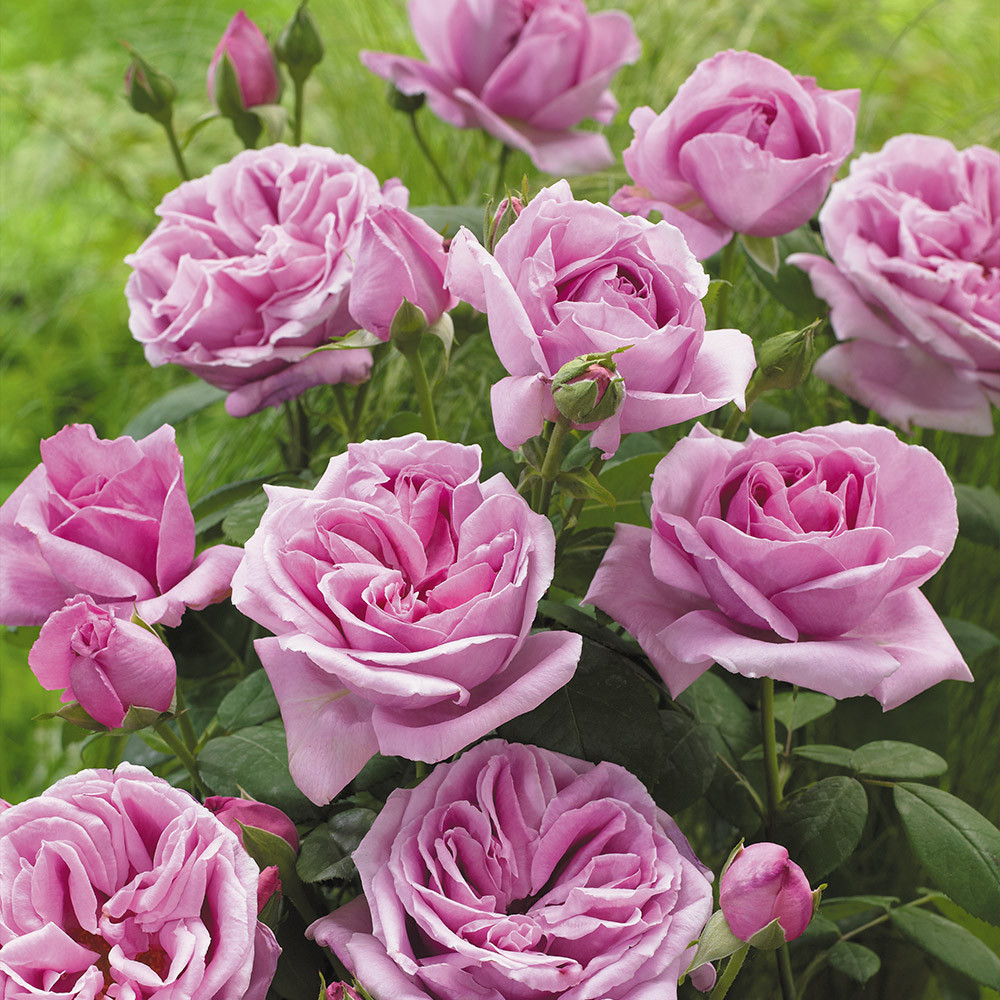 Buy Rose Perfume Collection at jparkers.co.uk