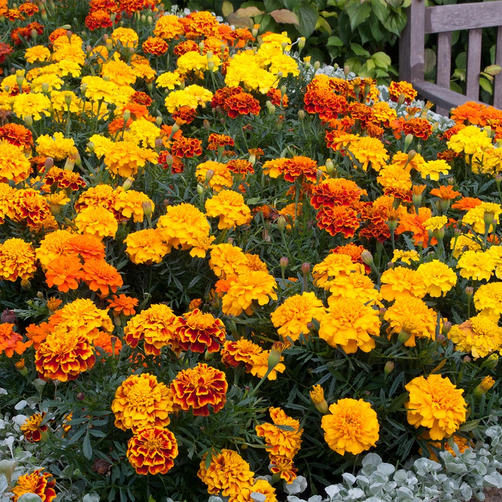Buy French Marigold Bonanza (Garden Ready Plug) at jparkers.co.uk
