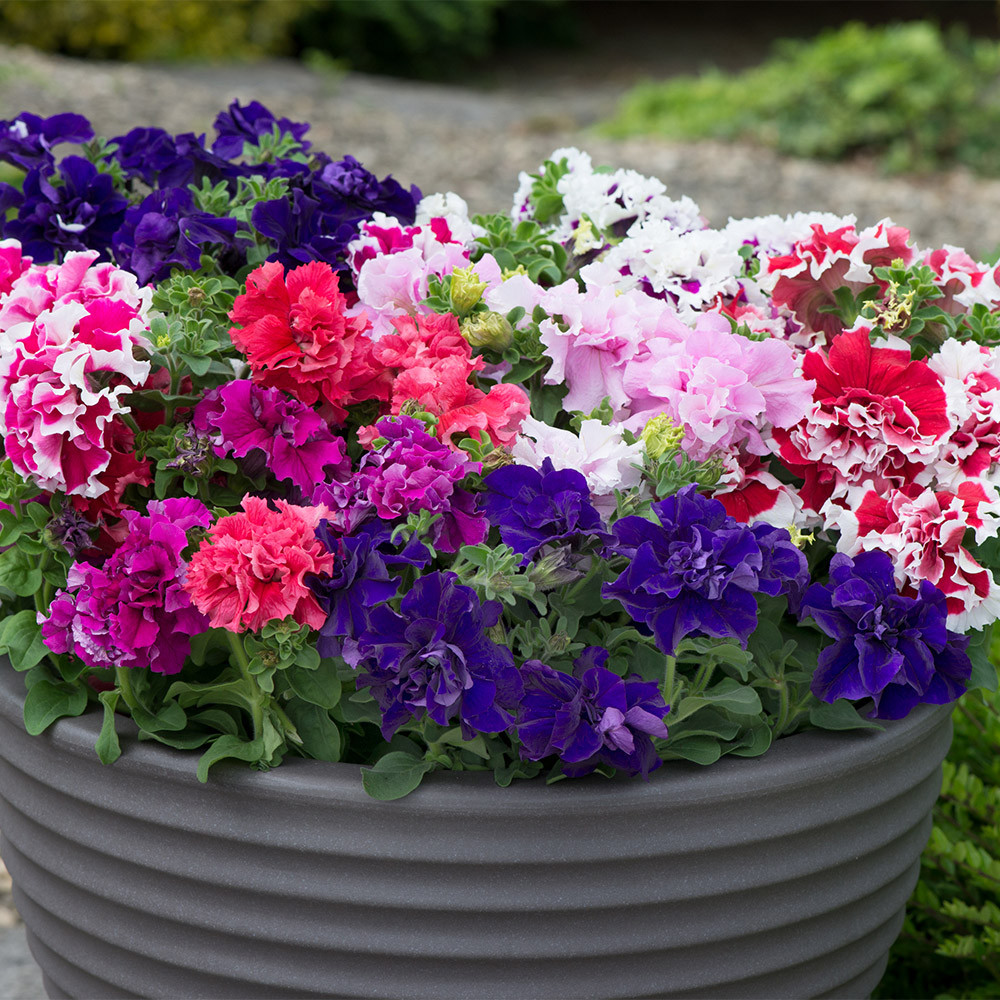 Buy Petunia Pirouette Mix (Garden Ready) at jparkers.co.uk