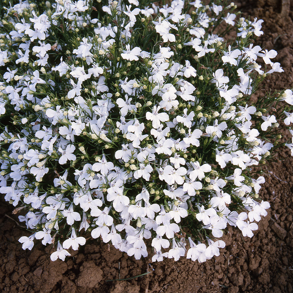 Lobelia White Lobelia Cascade Mix – Seeds To Suit