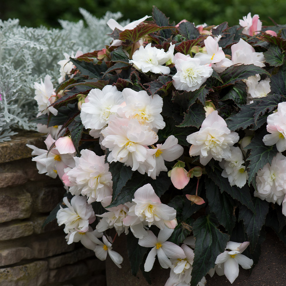 Buy Begonia Non-Stop Joy Mocca White (Garden Ready) at jparkers.co.uk