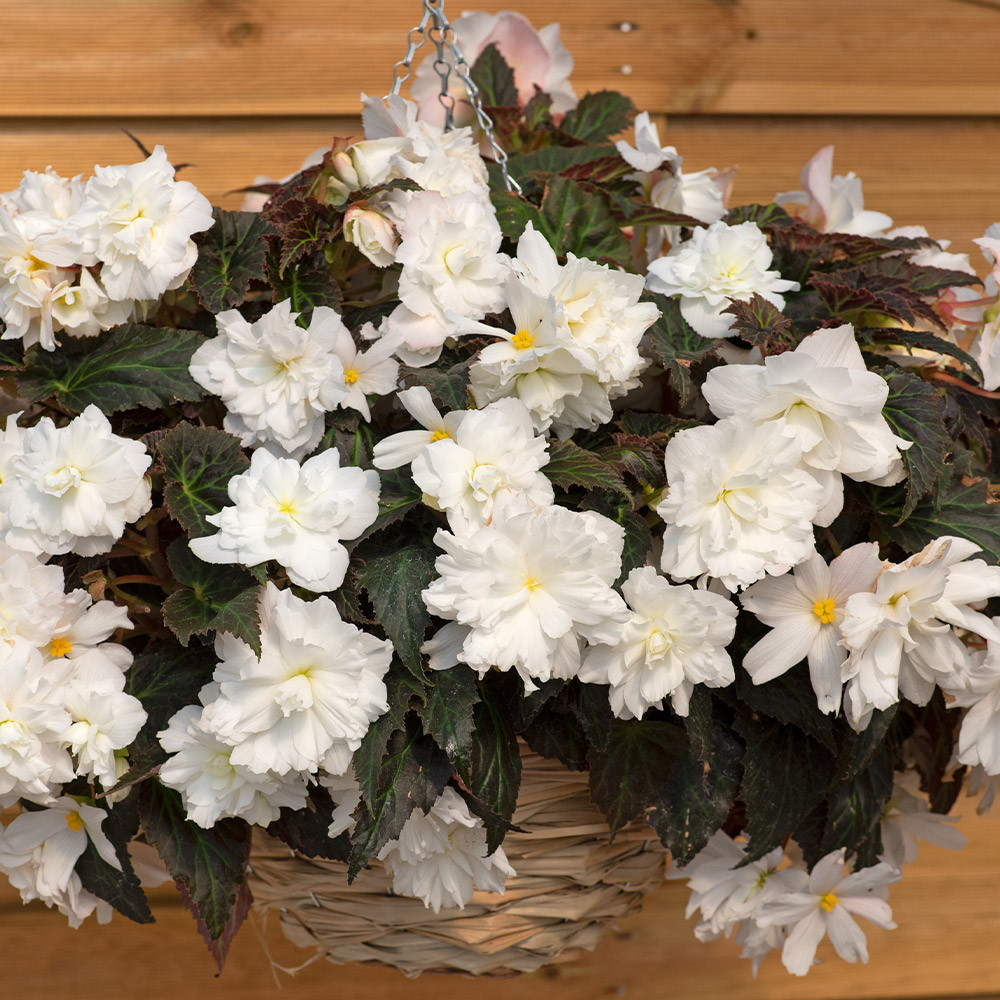 Buy Begonia Non-Stop Joy Mocca White (Garden Ready) at jparkers.co.uk