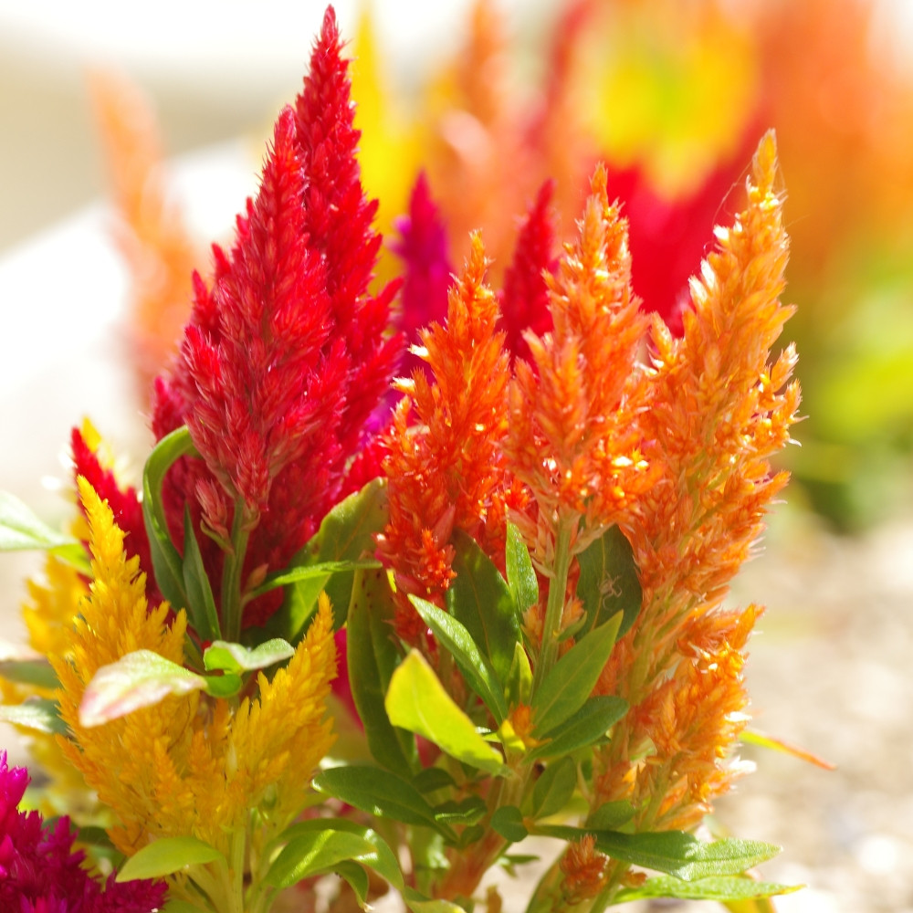 Celosia Plants Arrabona Red Plumed Celosia Buchanan's Native Plants