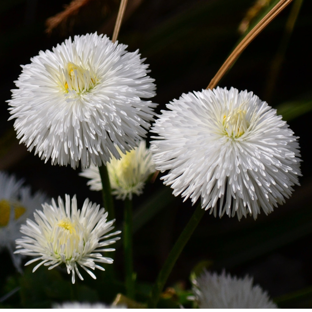 Buy Bellis Perennis Ave (white) Large Flowered at jparkers.co.uk