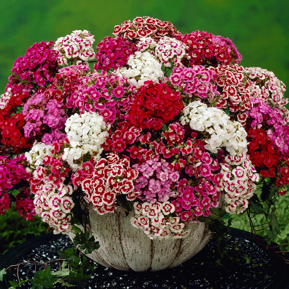 Buy Sweet William Double Mix seeds at jparkers.co.uk