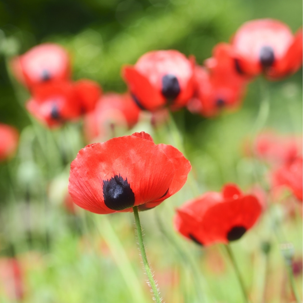 Buy Papaver Commutatum Poppy Ladybird seeds from jparkers.co.uk