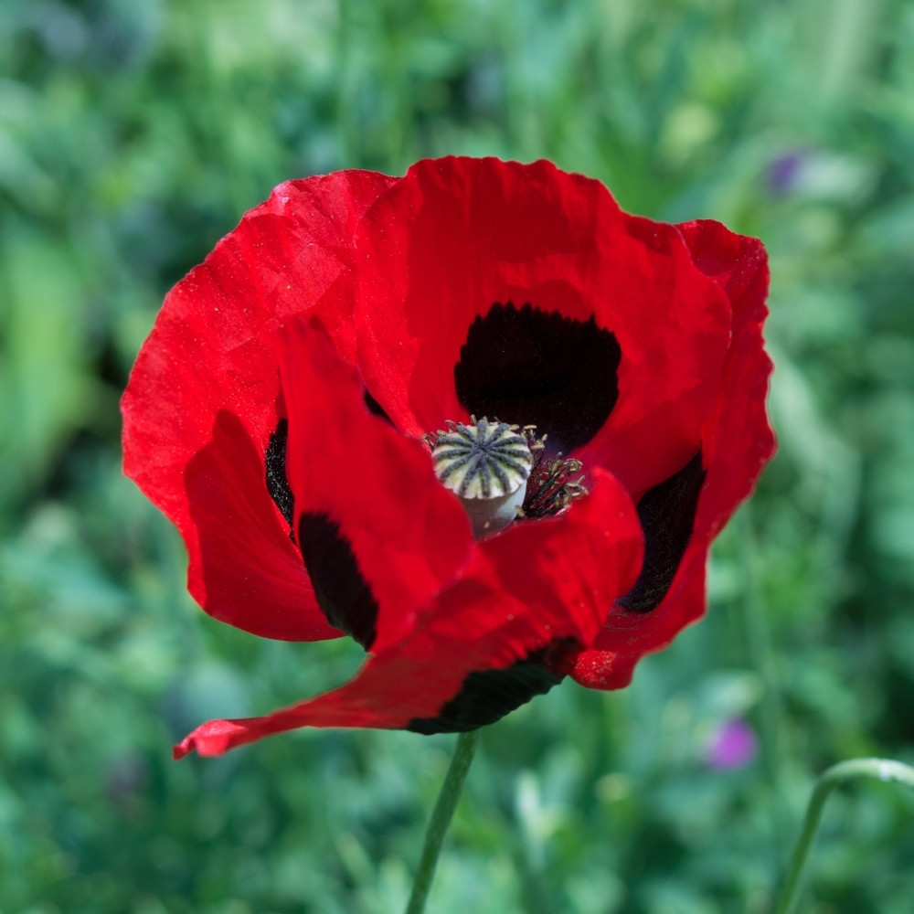 Buy Papaver Commutatum Poppy Ladybird seeds from jparkers.co.uk