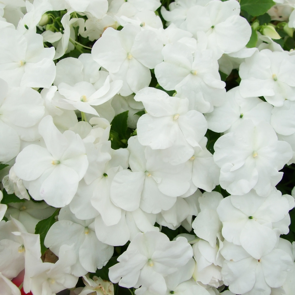 Buy Impatiens Walleriana – Busy Lizzie White seeds from jparkers.co.uk