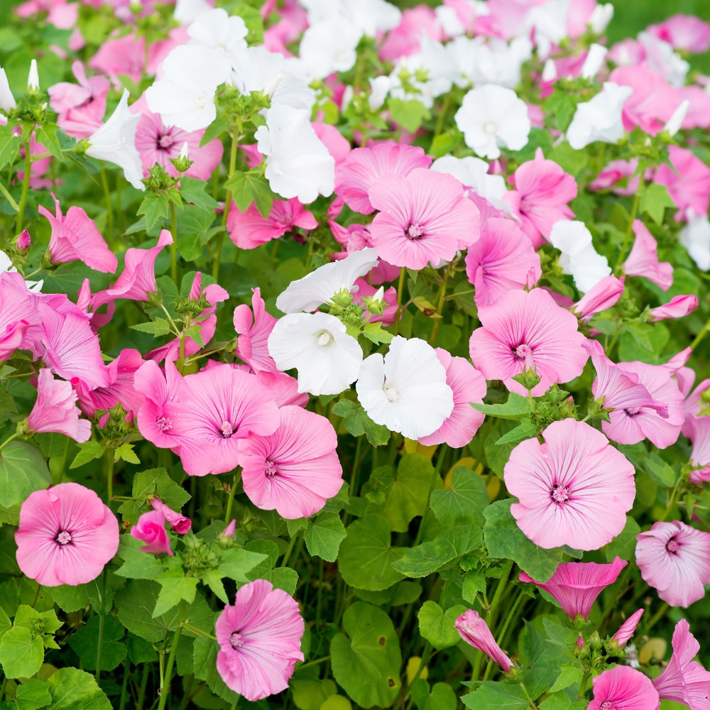 Buy Lavatera Rose Mallow Trimestris Mix seeds from jparkers.co.uk