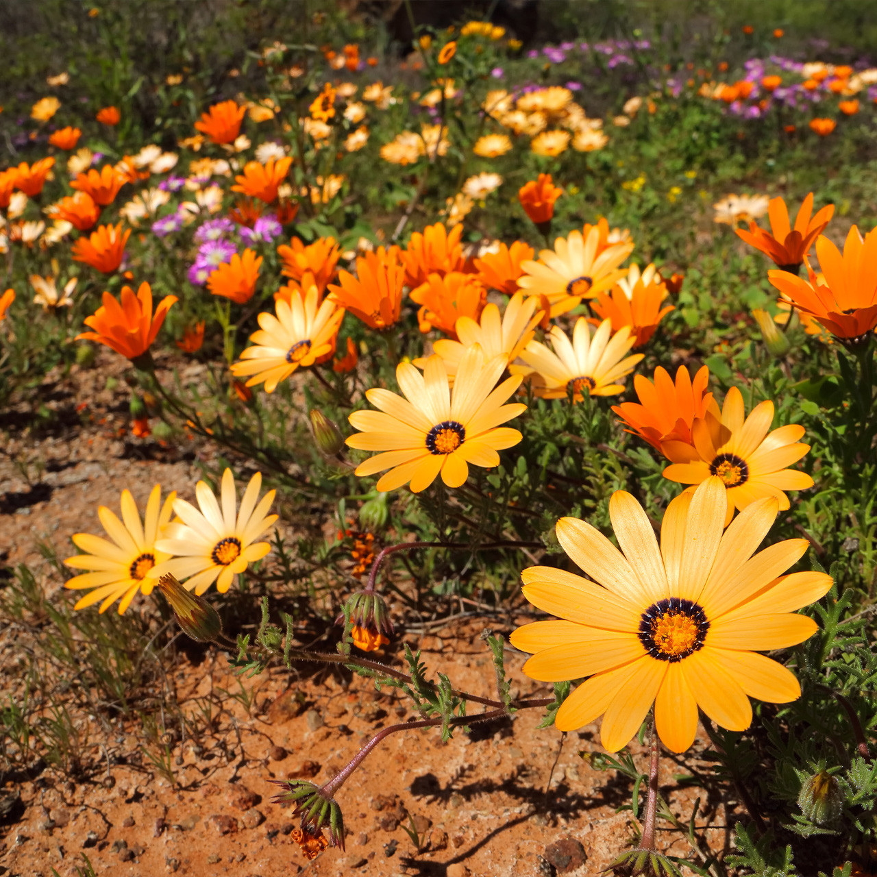 Buy African Daisy Dimorphotheca at jparkers.co.uk