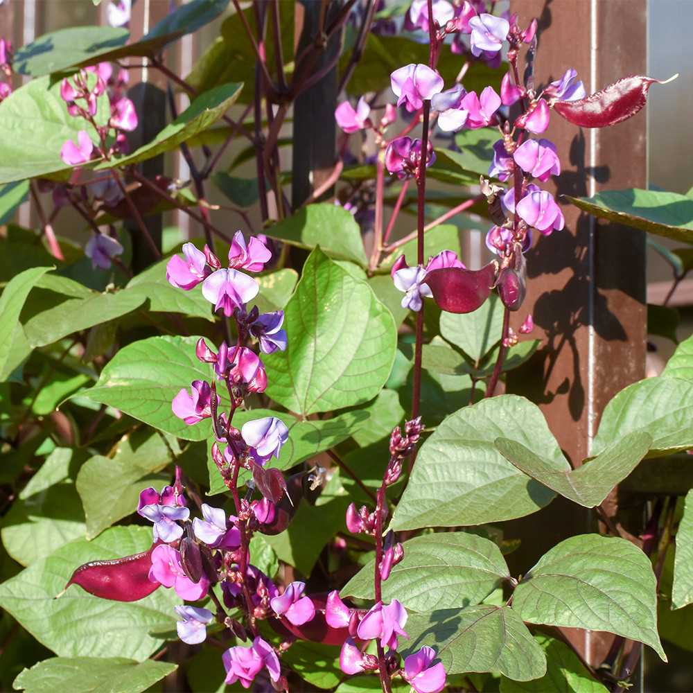 Buy Dolichos LabLab Hyacinth Bean at jparkers.co.uk