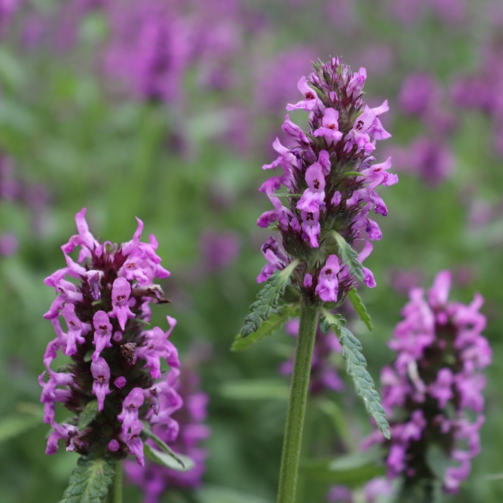 Buy Betony seeds from jparkers.co.uk