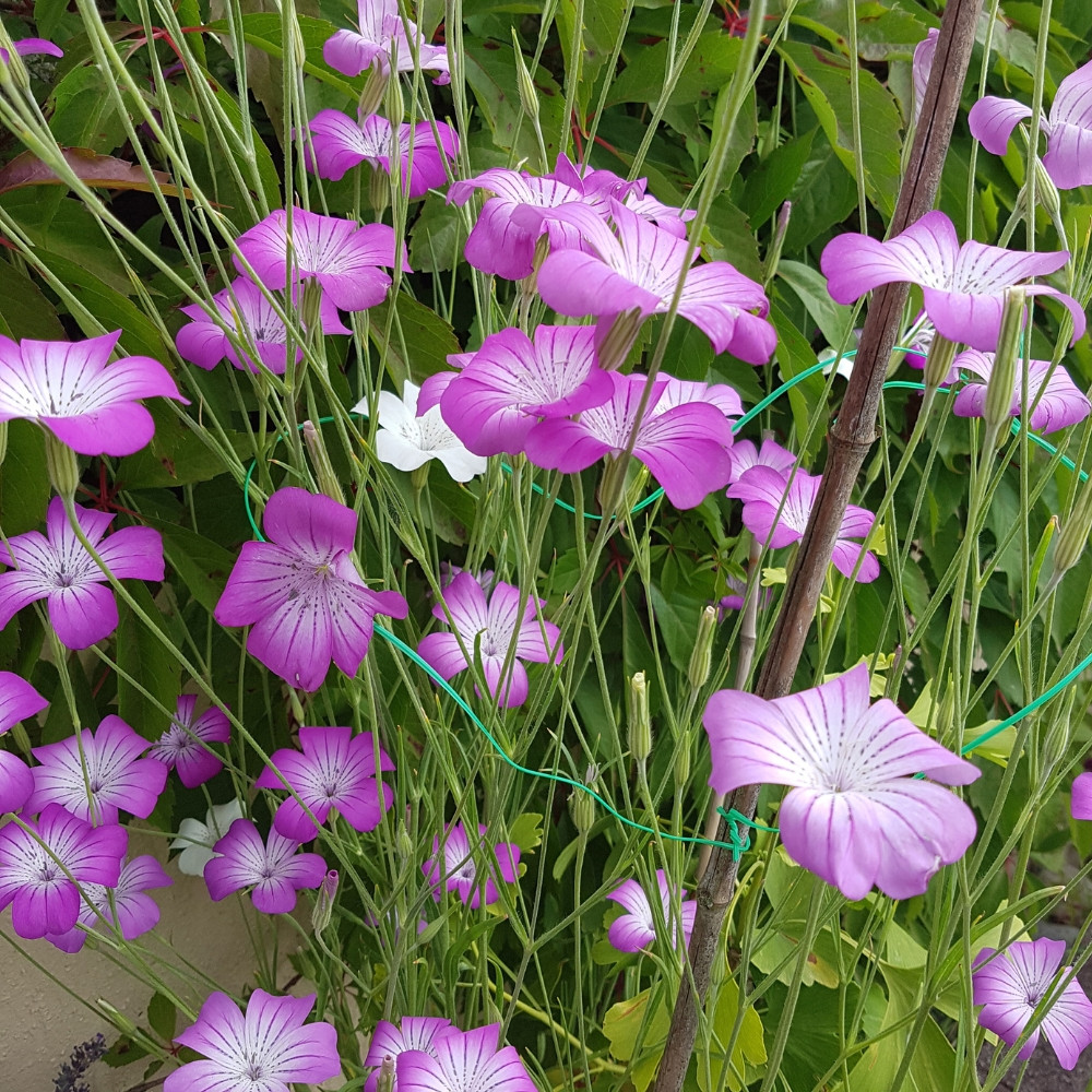 Buy Corncockle Agrostemma Githago Seeds At Jparkers Co Uk
