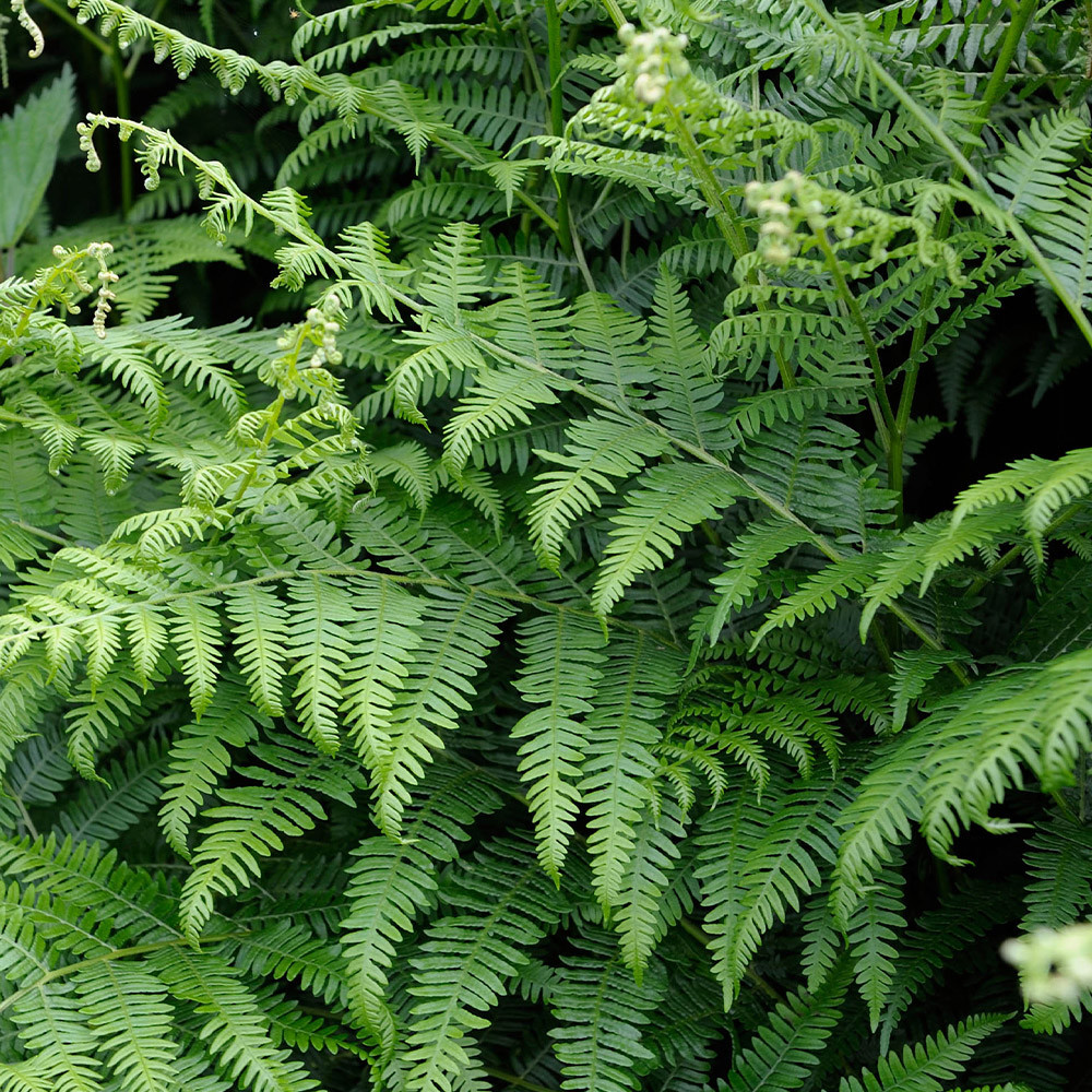 Buy Pteridium aquilinum (Common Bracken) at jparkers.co.uk