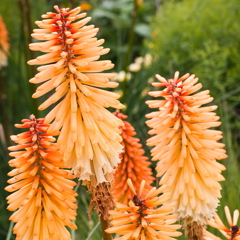 Shop Kniphofia Tawny King | J. Parker's