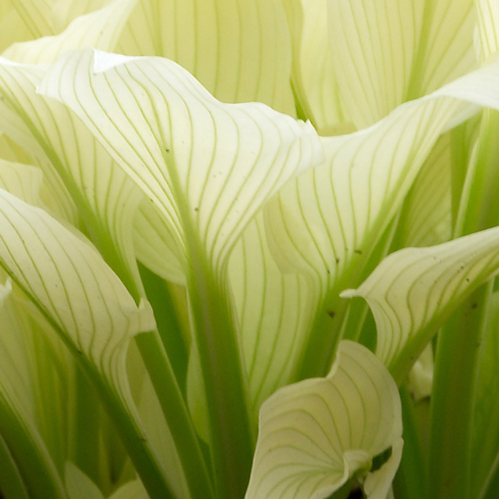 Buy FREE GIFT - 3 Hosta White Feather | J Parker Dutch Bulbs
