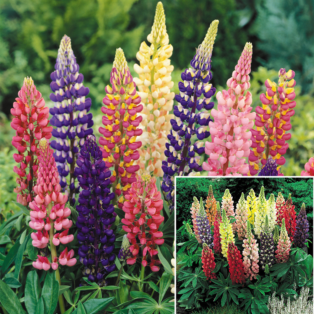 Buy 15 Lupin Collection at jparkers.co.uk