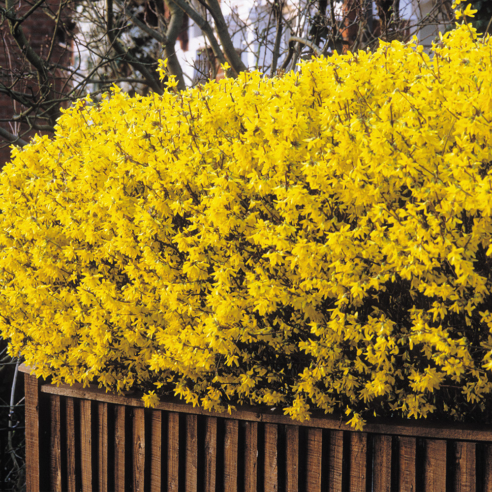 Buy 4 Impact Shrub Collection at jparkers.co.uk