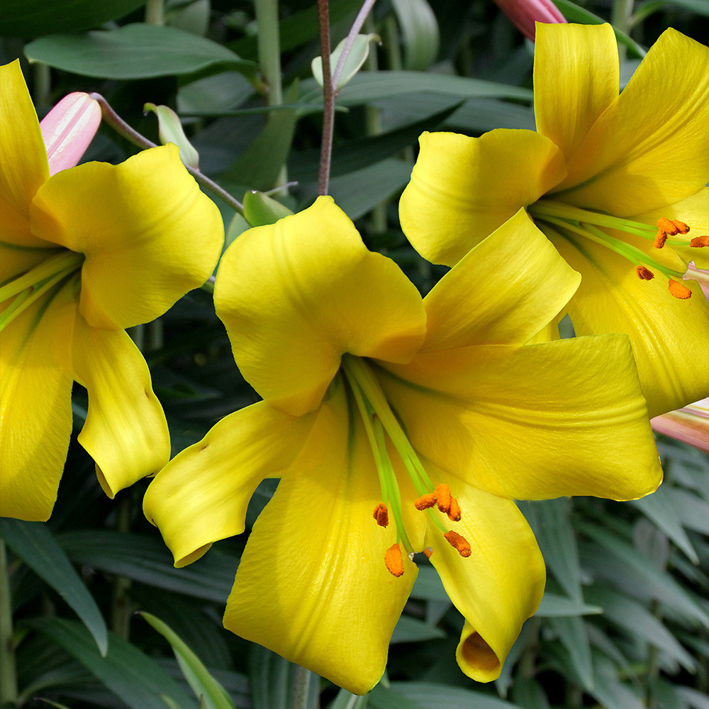 Buy Trumpet Lily Collection at jparkers.co.uk