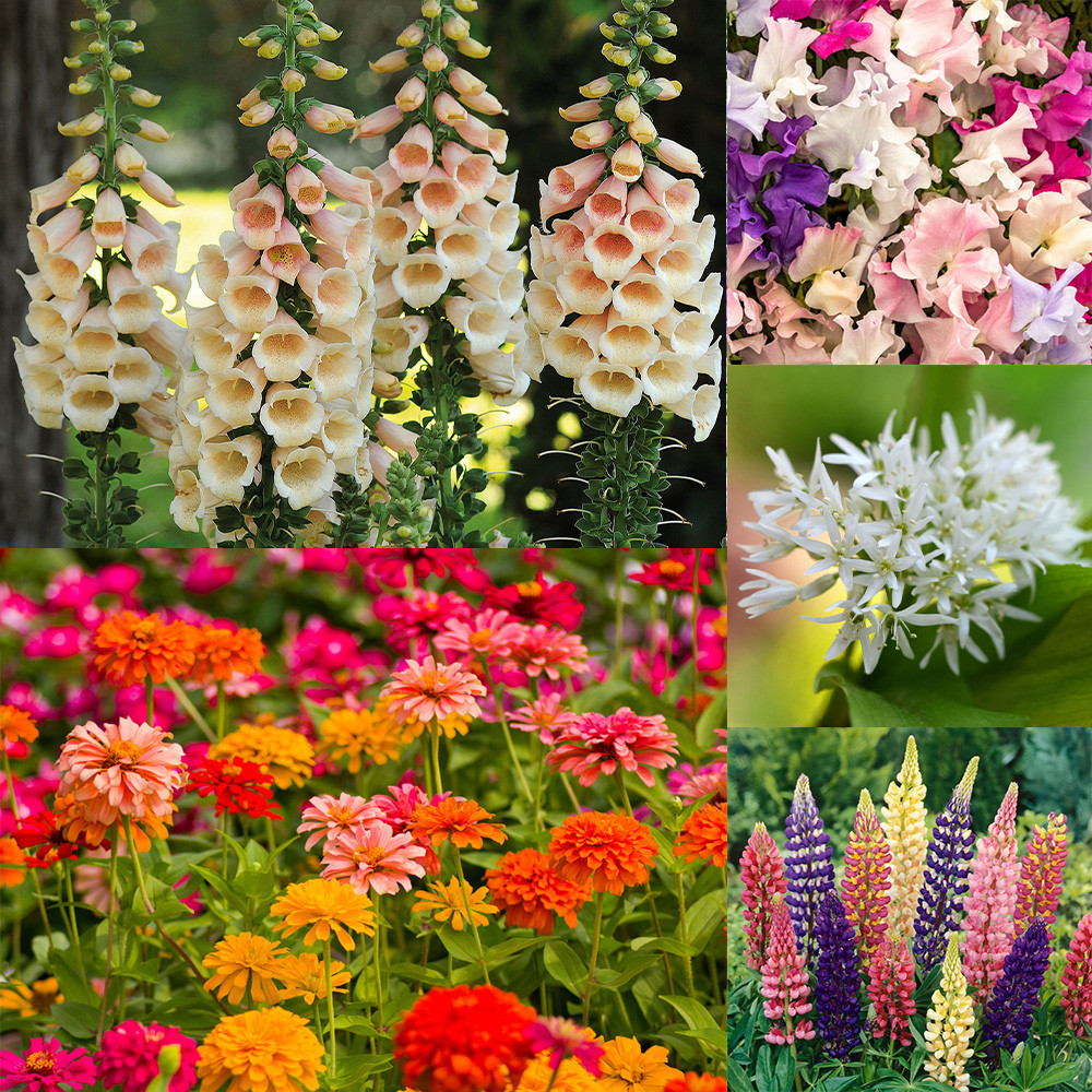 Buy Pollinator flower seed collection at jparkers.co.uk