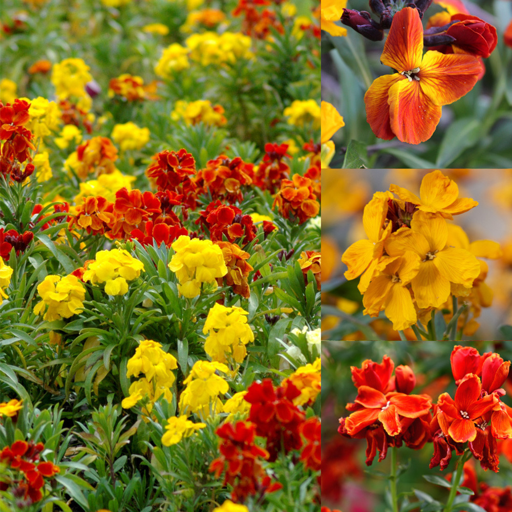 Buy Spring Flowering seed collection at jparkers.co.uk