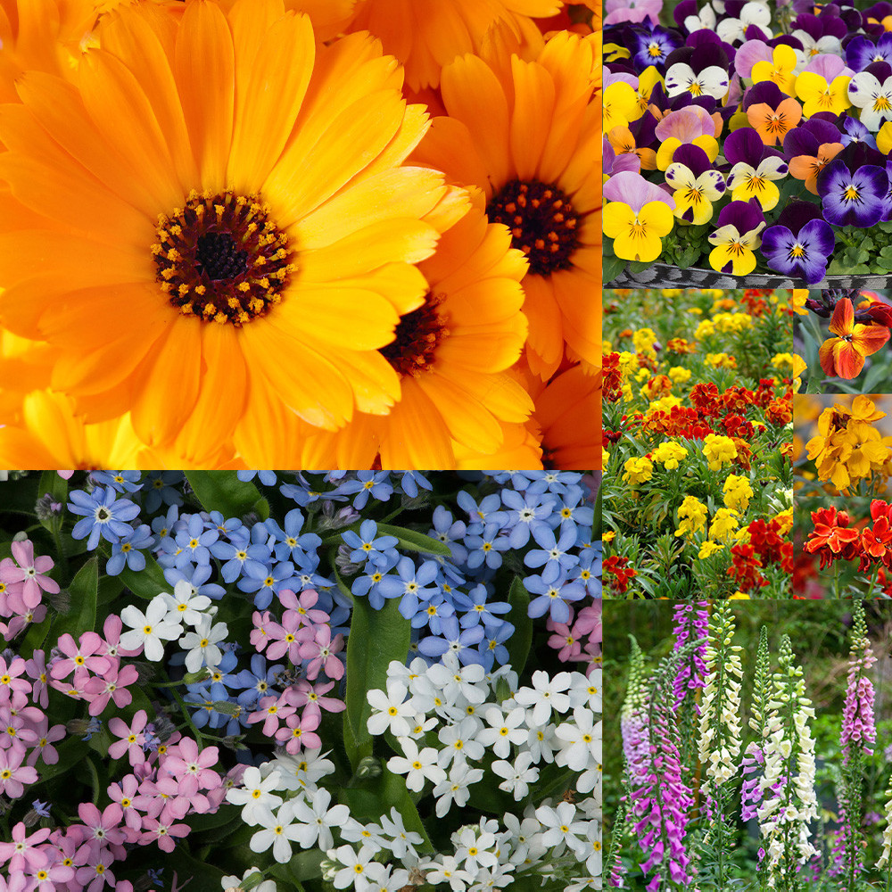 Buy Spring Flowering seed collection at jparkers.co.uk