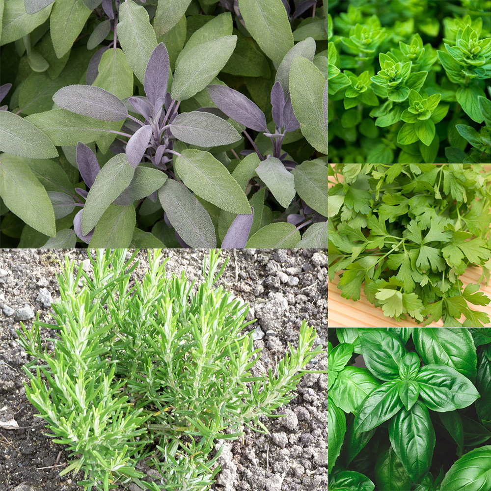 Buy Italian Herb Collection at jparkers.co.uk
