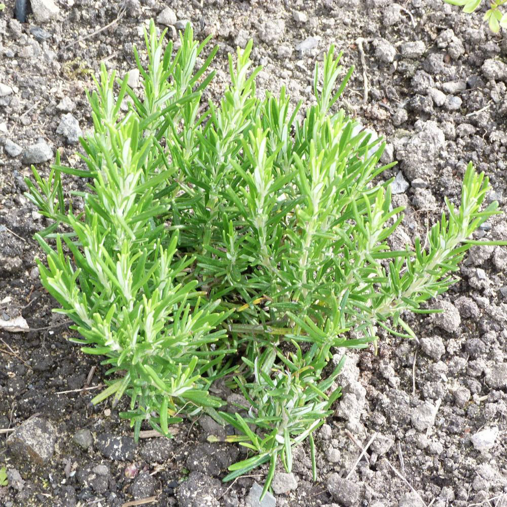 Buy Italian Herb Collection at jparkers.co.uk