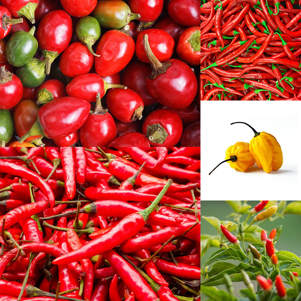 Buy Chilli Seed Collection at jparkers.co.uk